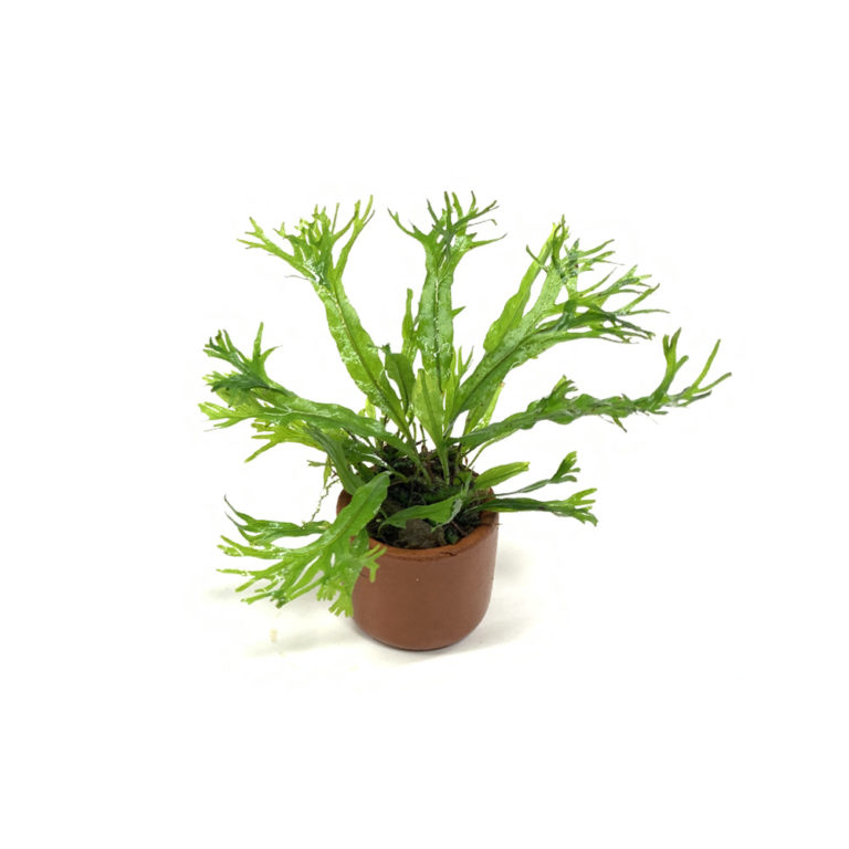 Windelov Java Crested Microsorium Pteropus - Serene Aquarium