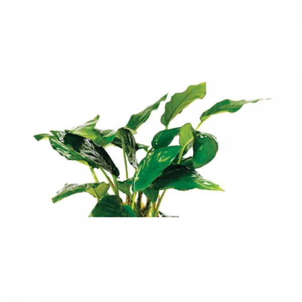 Anubias Small Assorted Live Aquatic Plant - Serene Aquarium