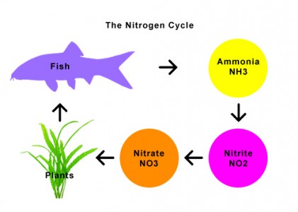 Nitrogen Cycle - Serene Aquarium Australia