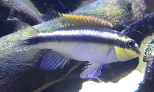 Kribensis Cichlid - Serene Aquarium