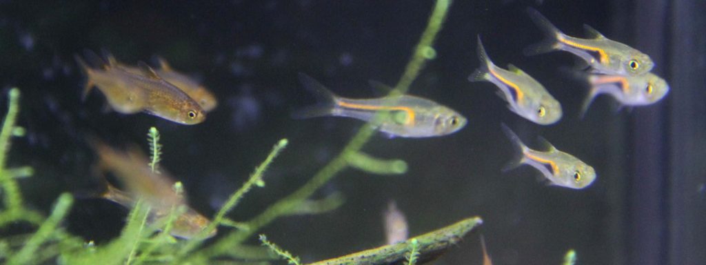 Freshwater Supplies and Accessories - Serene Aquarium Australia